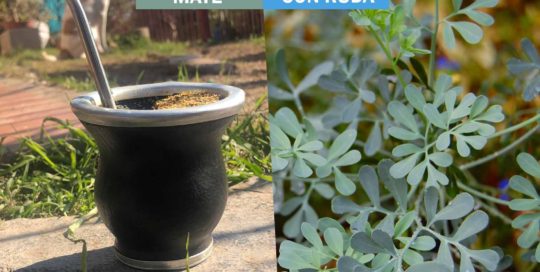 MATE CON COCO: PREPARACIÓN FÁCIL Y BENEFICIOS